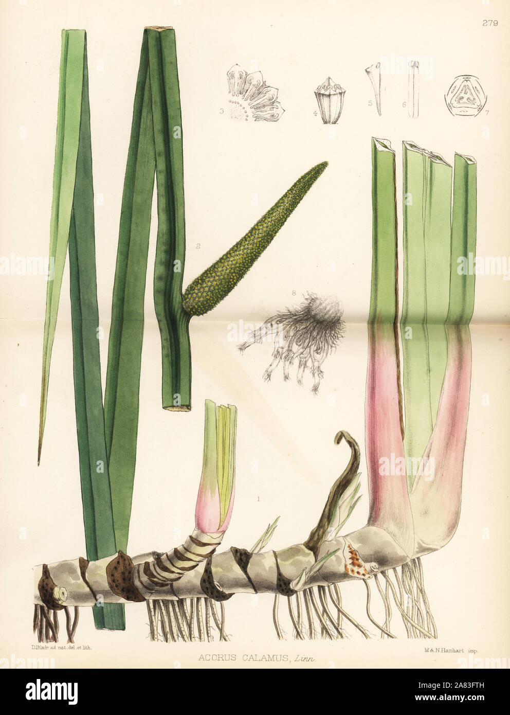 Sweet flag or calamus, Acorus calamus. Handcoloured lithograph by ...