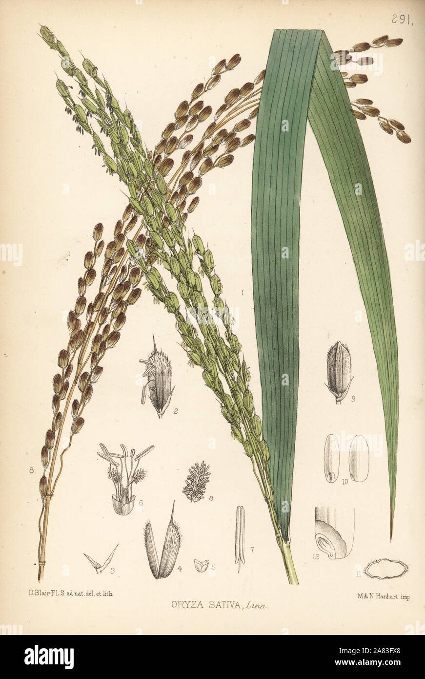 Rice, Oryza sativa. Handcoloured lithograph by Hanhart after a ...