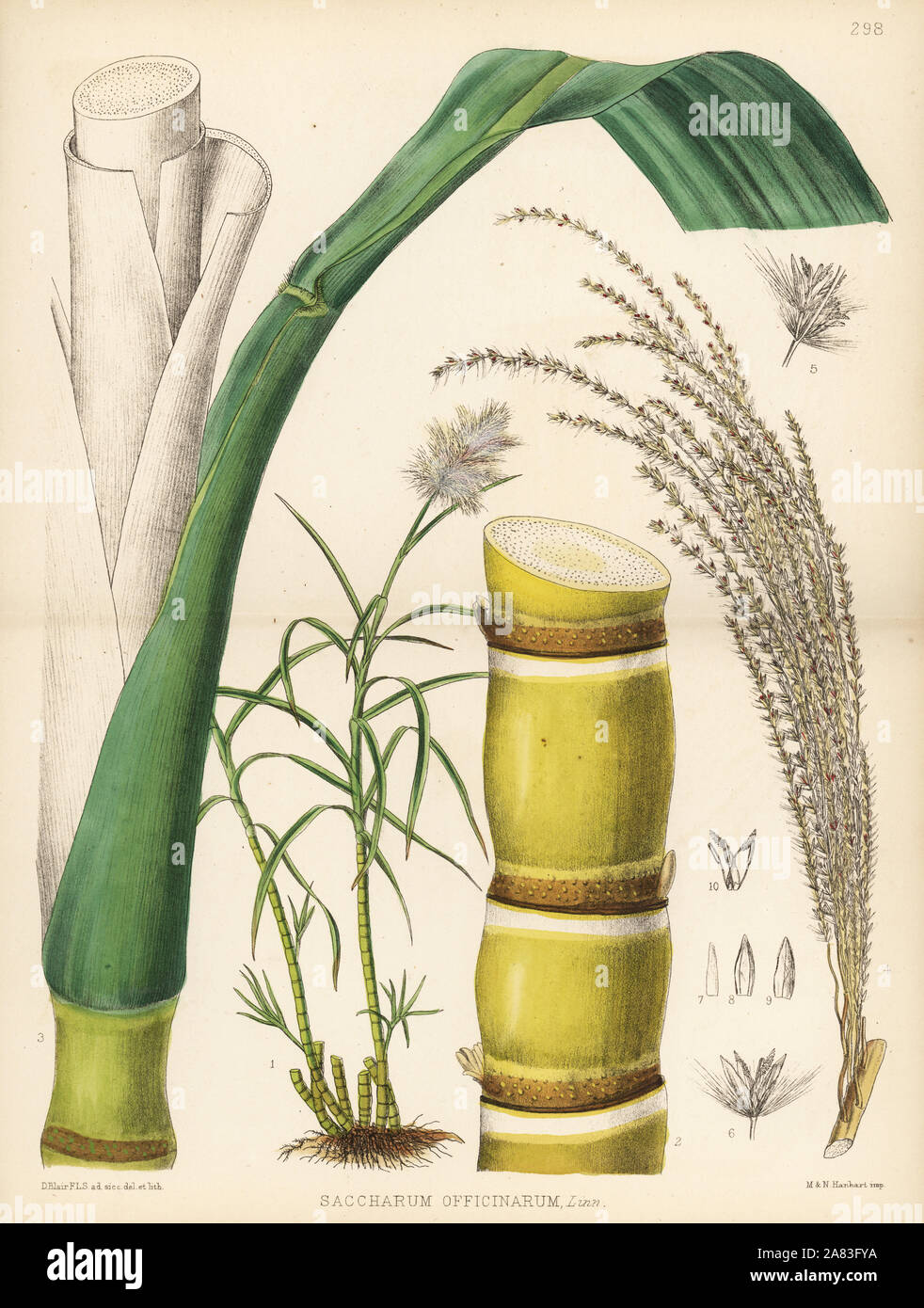Sugar-cane, Saccharum officinarum. Handcoloured lithograph by Hanhart ...