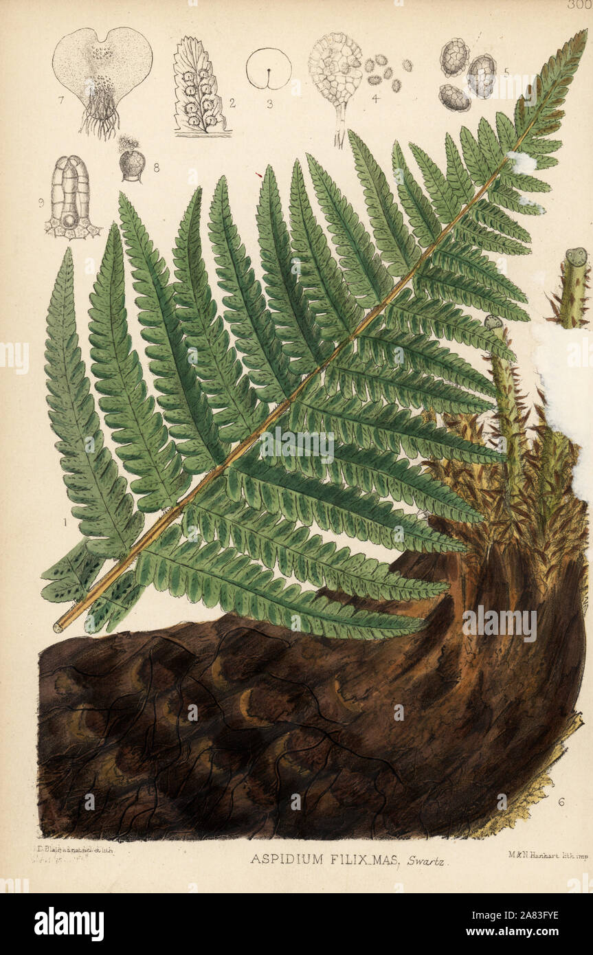 Aspidium Filix Mas High Resolution Stock Photography and Images - Alamy