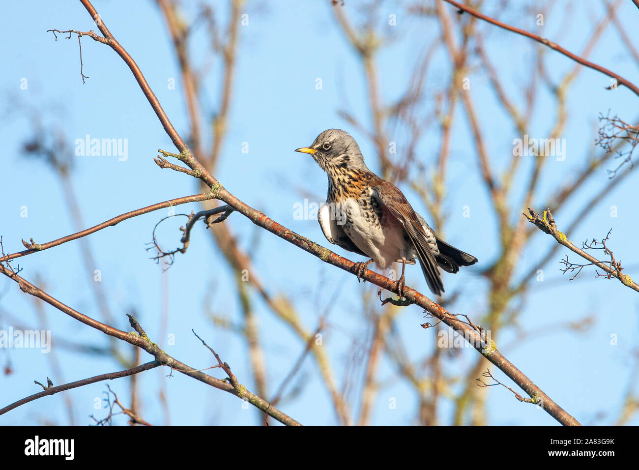 Fieldfare flock uk winter hi-res stock photography and images - Alamy