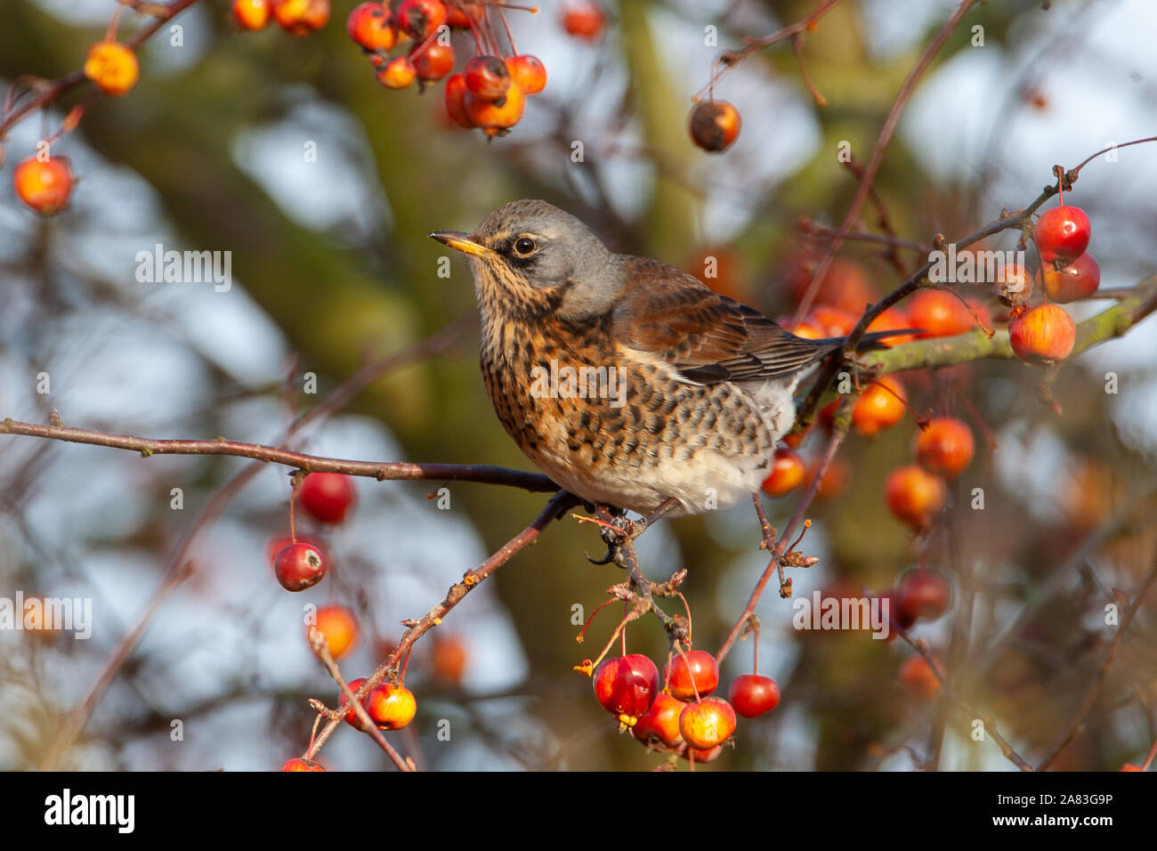 Fieldfare flock uk winter hi-res stock photography and images - Alamy