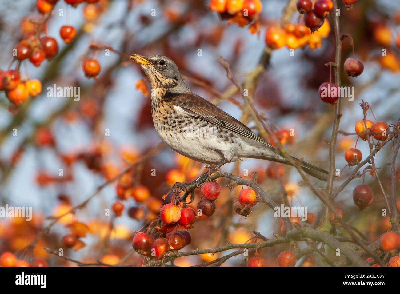 Fieldfare, Turdus pilaris, Norfolk, UK Stock Photo - Alamy