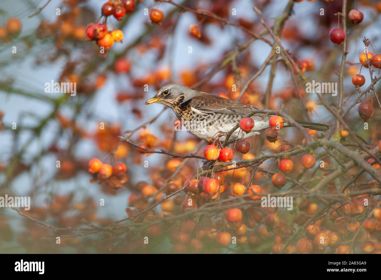 Fieldfare flock uk winter hi-res stock photography and images - Alamy