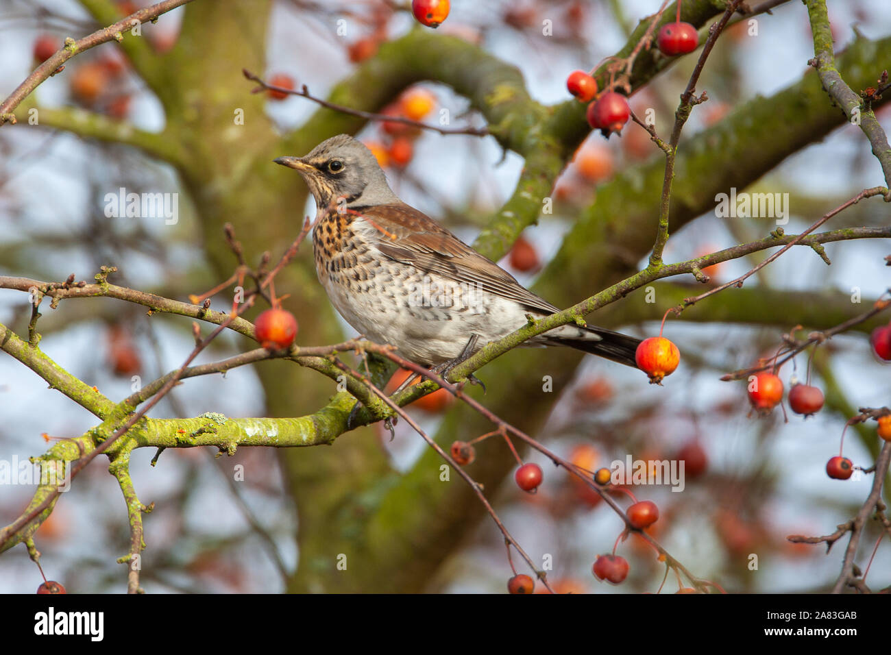 Fieldfare, Turdus pilaris, Norfolk, UK Stock Photo - Alamy