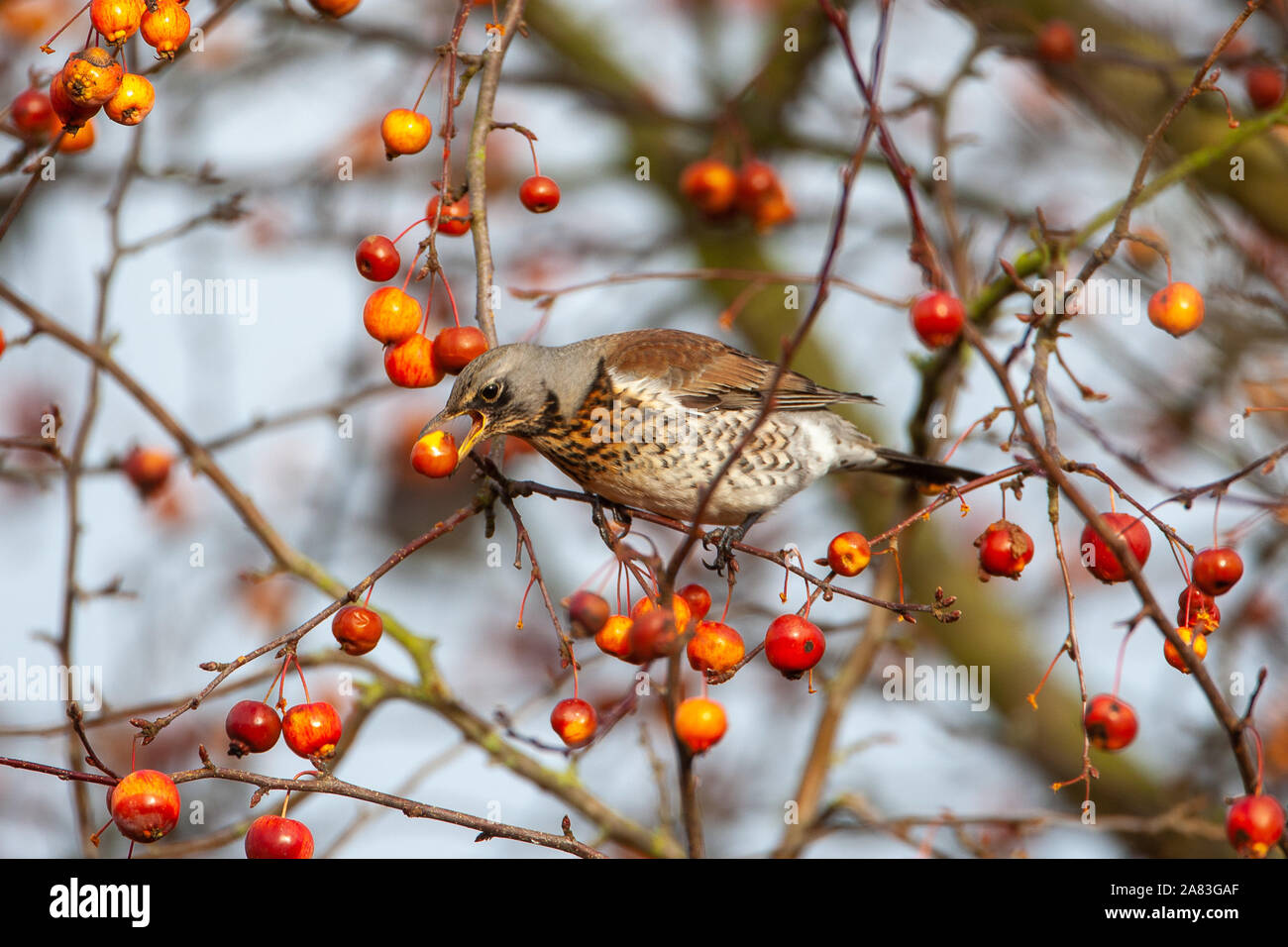 Fieldfare flock uk winter hi-res stock photography and images - Alamy