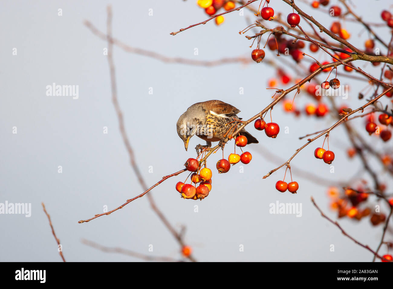 Fieldfare flock uk winter hi-res stock photography and images - Alamy