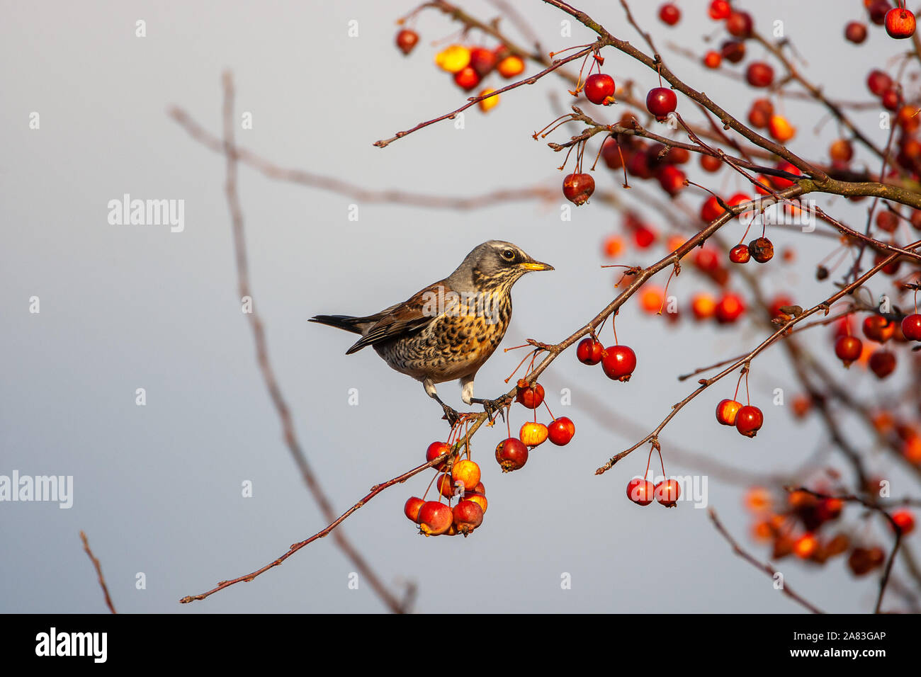 Fieldfare, Turdus pilaris, Norfolk, UK Stock Photo - Alamy