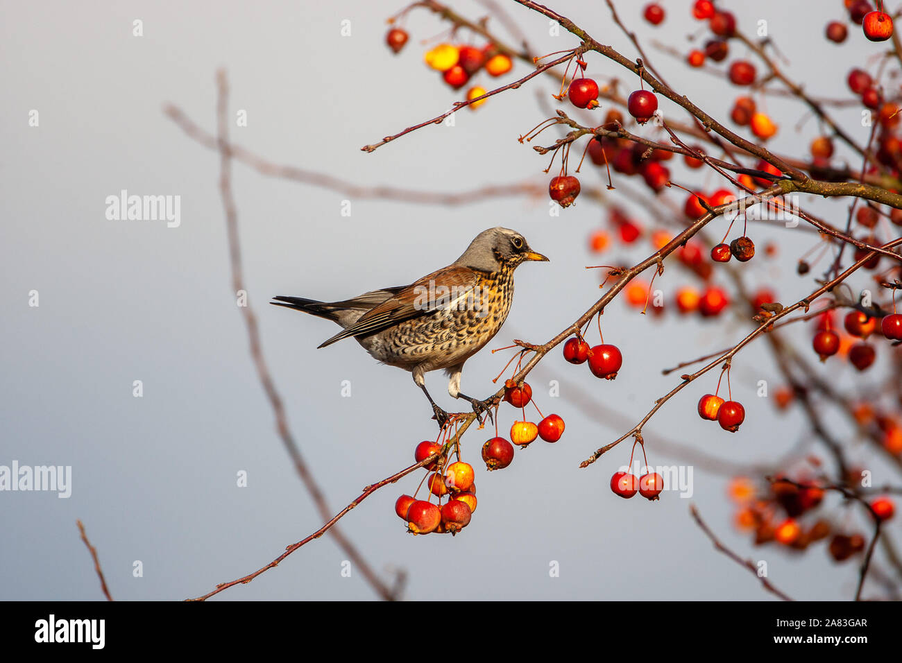 Fieldfare, Turdus pilaris, Norfolk, UK Stock Photo - Alamy