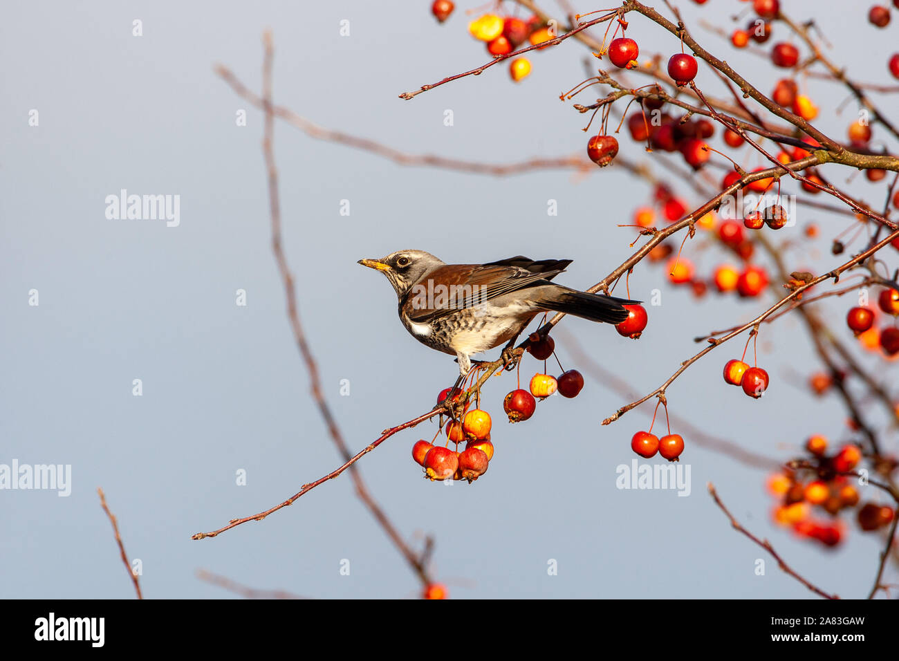 Fieldfare, Turdus pilaris, Norfolk, UK Stock Photo - Alamy