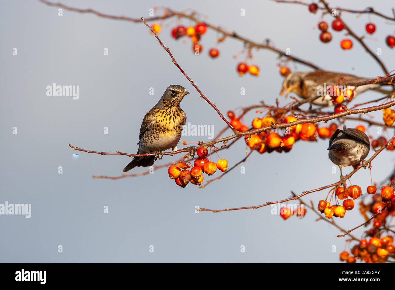 Fieldfare flock uk winter hi-res stock photography and images - Alamy