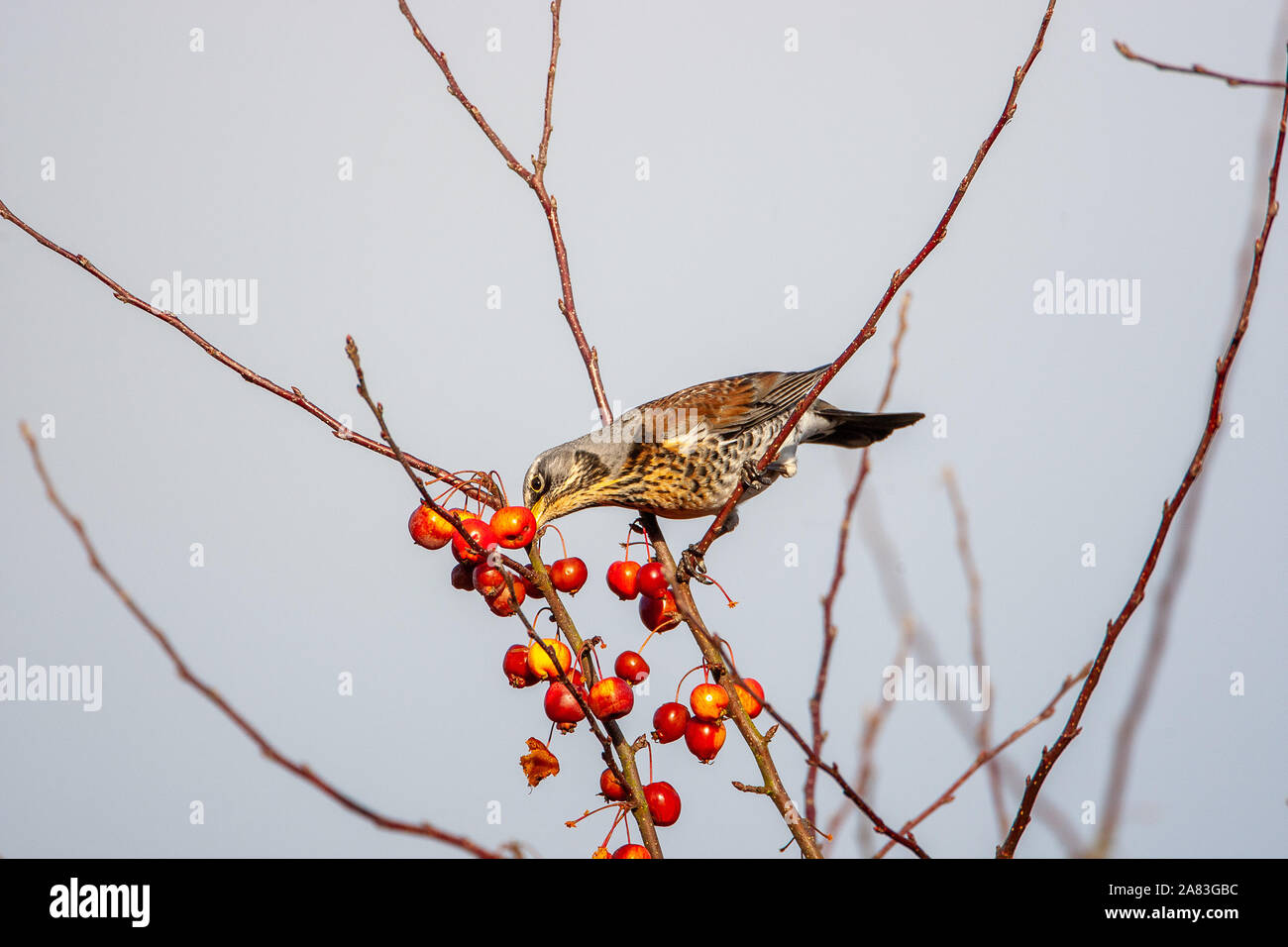 Fieldfare Turdus Pilaris Flock High Resolution Stock Photography and ...