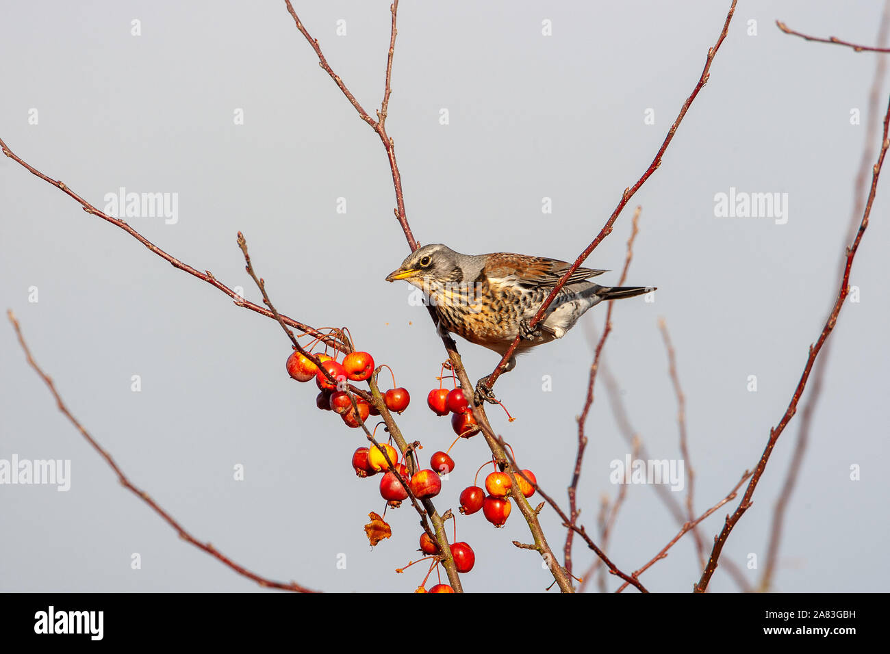 Fieldfare flock uk winter hi-res stock photography and images - Alamy