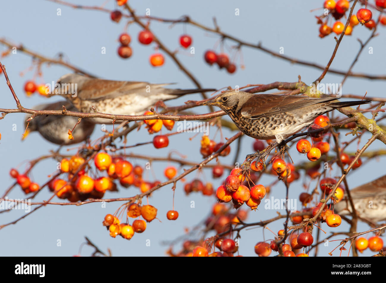 Fieldfare, Turdus pilaris, Norfolk, UK Stock Photo - Alamy