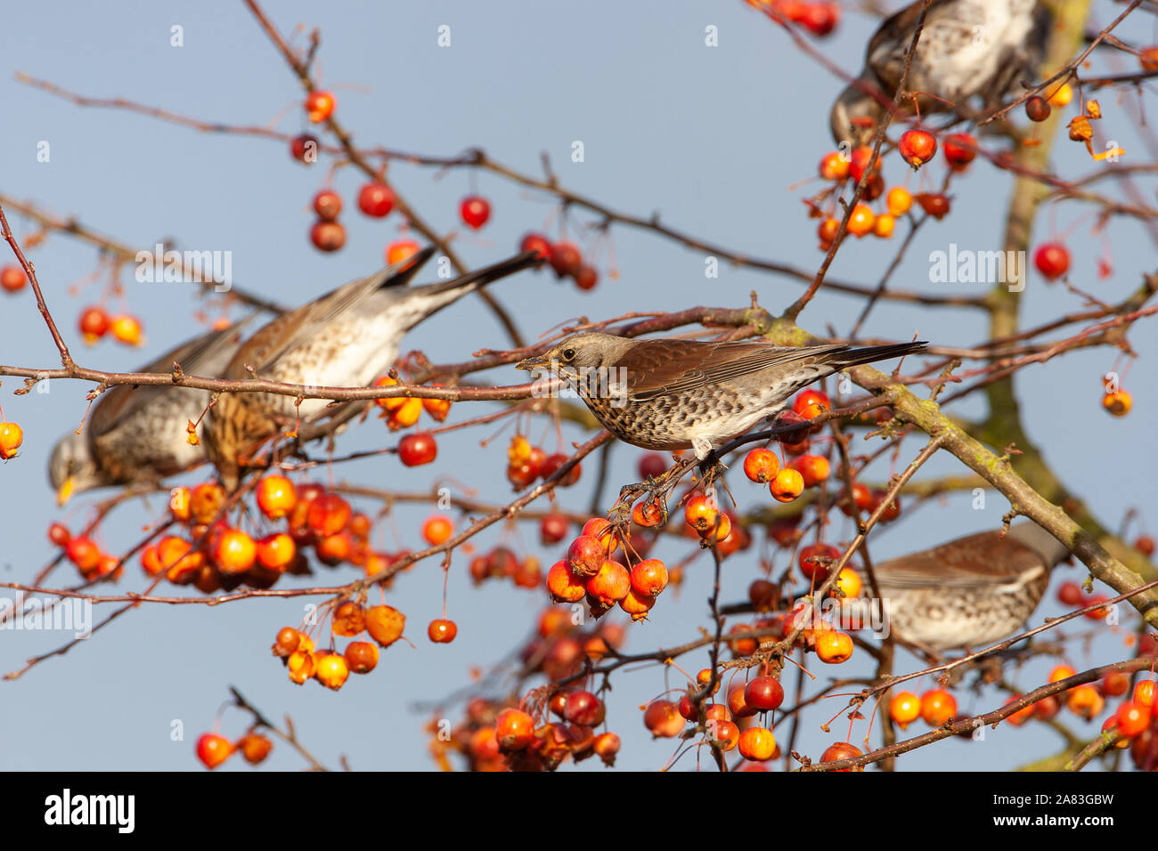 Fieldfare hi-res stock photography and images - Alamy