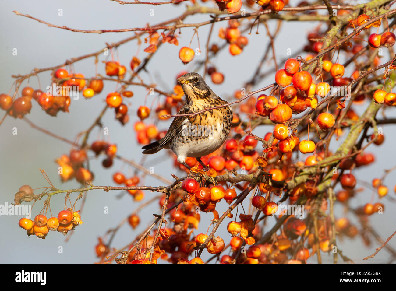 Fieldfare flock uk winter hi-res stock photography and images - Alamy