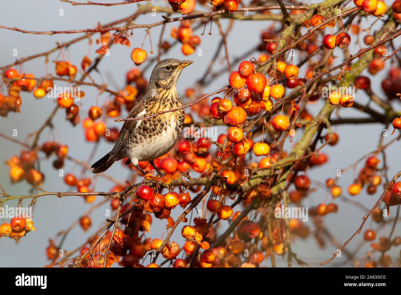 Fieldfare, Turdus pilaris, Norfolk, UK Stock Photo - Alamy