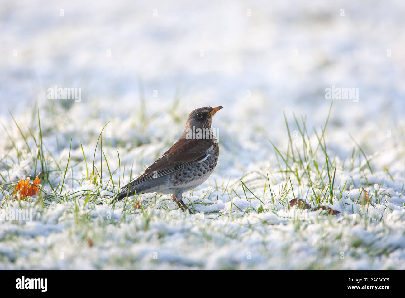 Fieldfare flock uk winter hi-res stock photography and images - Alamy