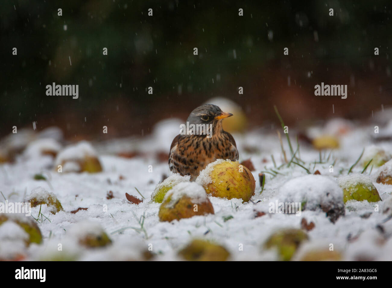 Fieldfare flock uk winter hi-res stock photography and images - Alamy