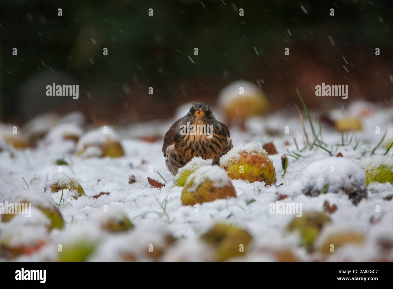 Fieldfare flock uk winter hi-res stock photography and images - Alamy