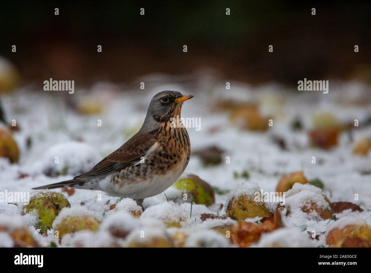 Fieldfare, Turdus pilaris, Norfolk, UK Stock Photo - Alamy