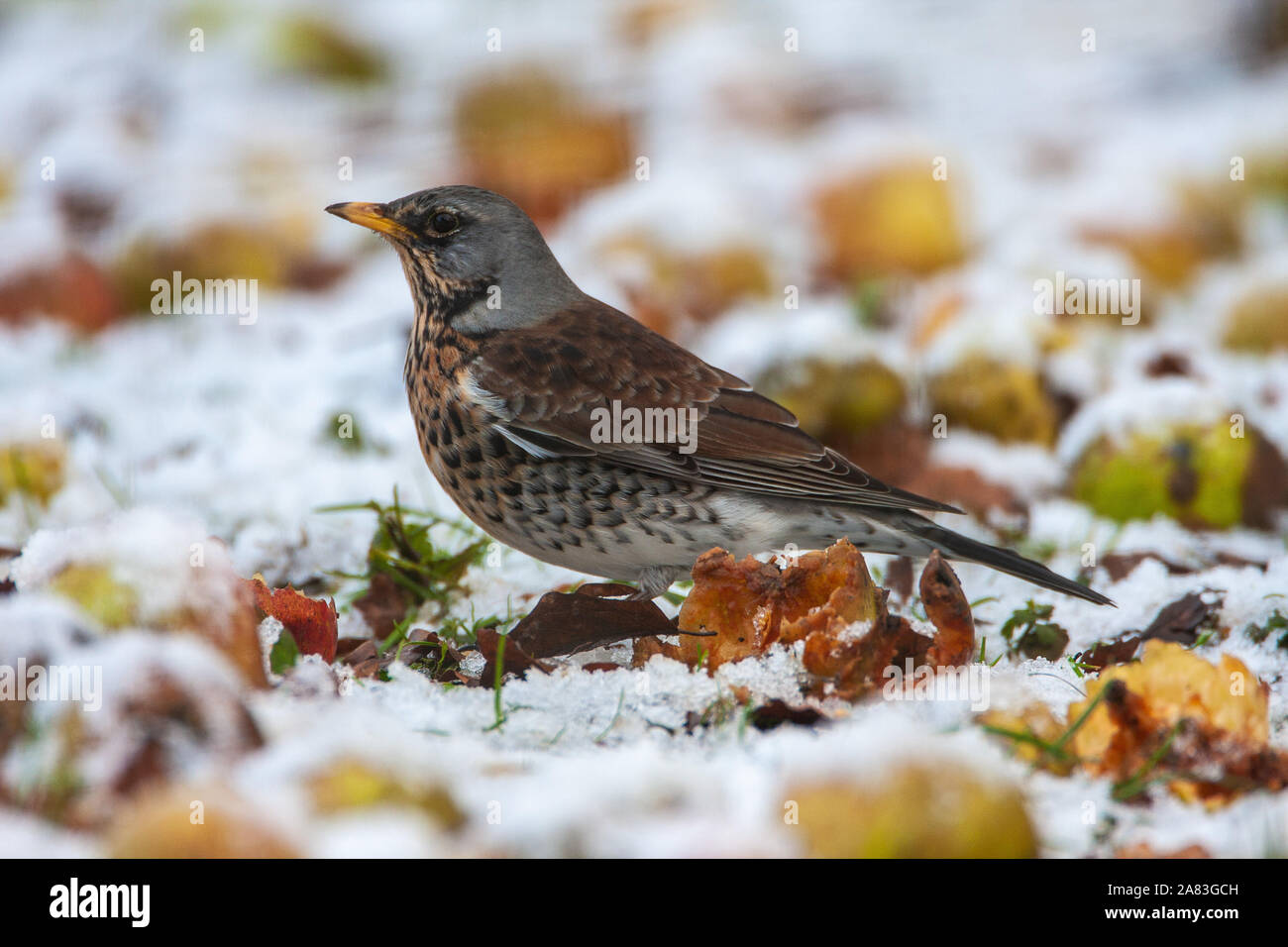 Fieldfare flock uk winter hi-res stock photography and images - Alamy