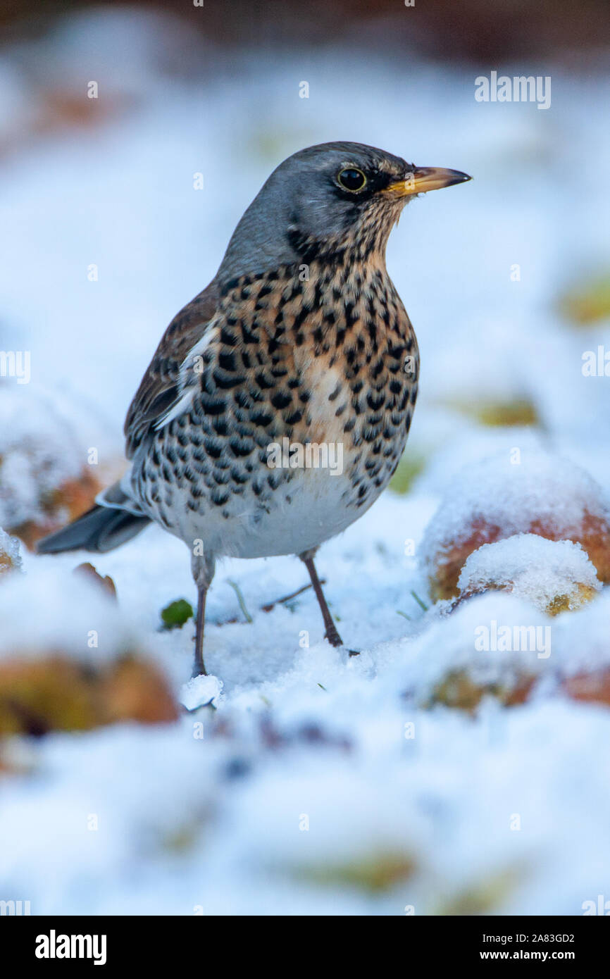 Fieldfare, Turdus pilaris, Norfolk, UK Stock Photo - Alamy