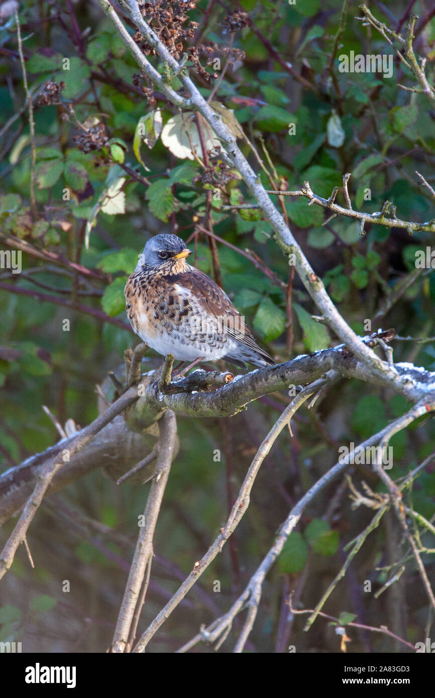 Fieldfare, Turdus pilaris, Norfolk, UK Stock Photo - Alamy
