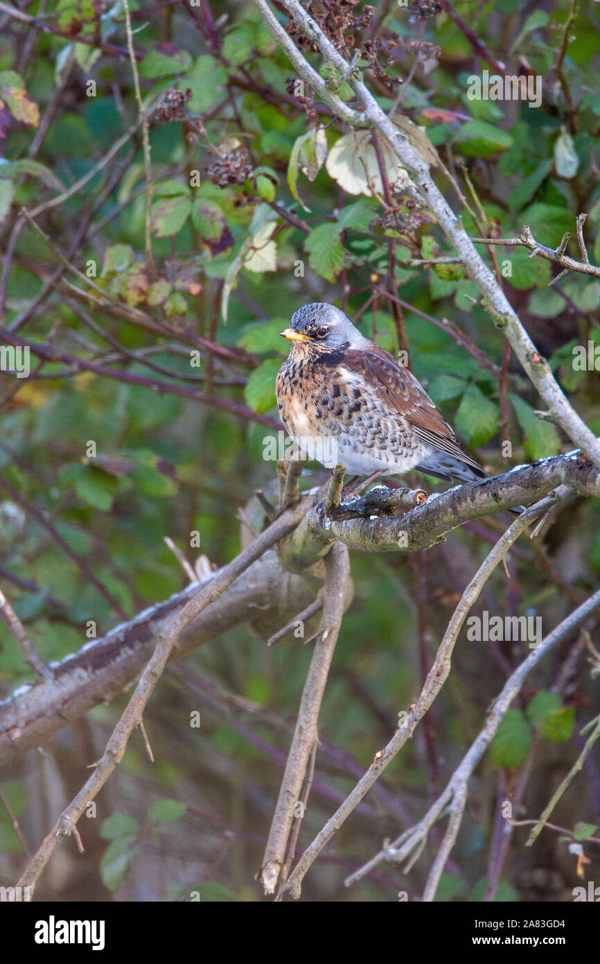 Fieldfare flock uk winter hi-res stock photography and images - Alamy