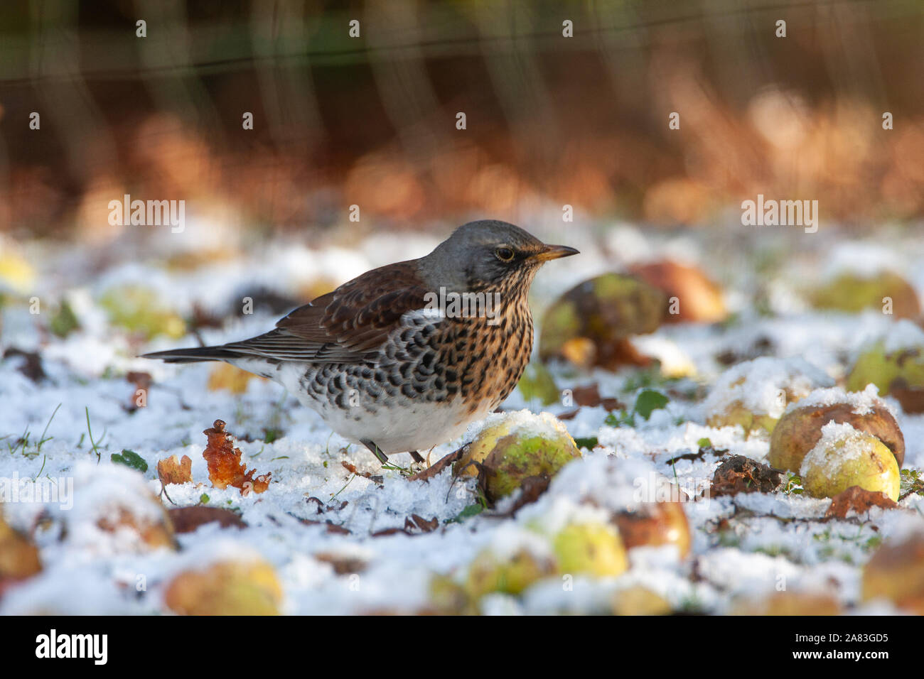 Fieldfare, Turdus pilaris, Norfolk, UK Stock Photo - Alamy