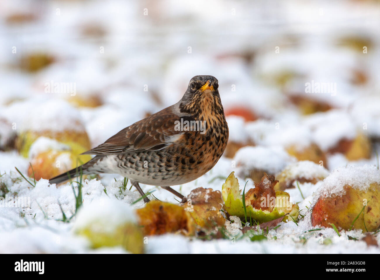 Fieldfare flock uk winter hi-res stock photography and images - Alamy