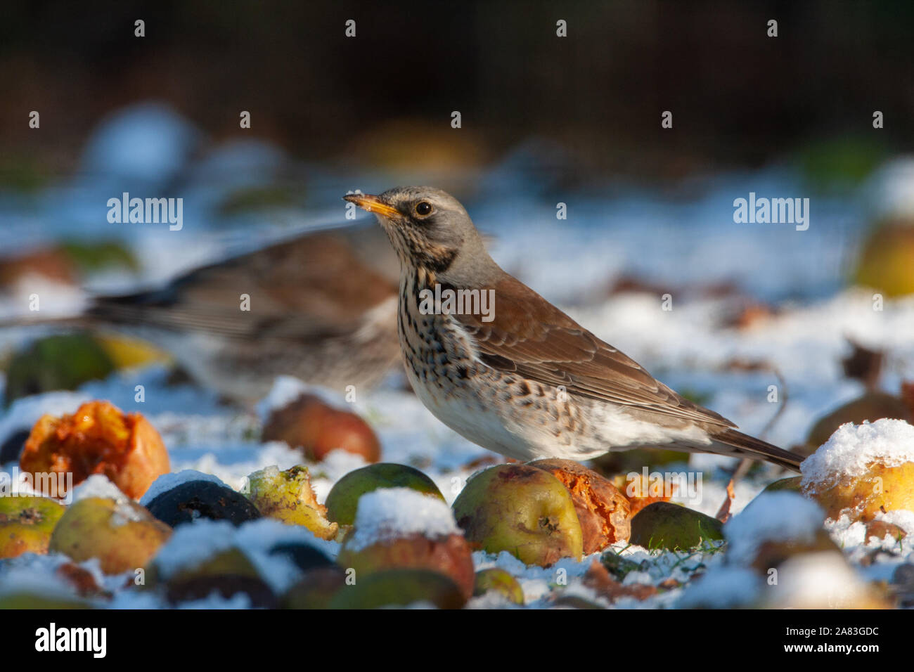 Fieldfare, Turdus pilaris, Norfolk, UK Stock Photo - Alamy