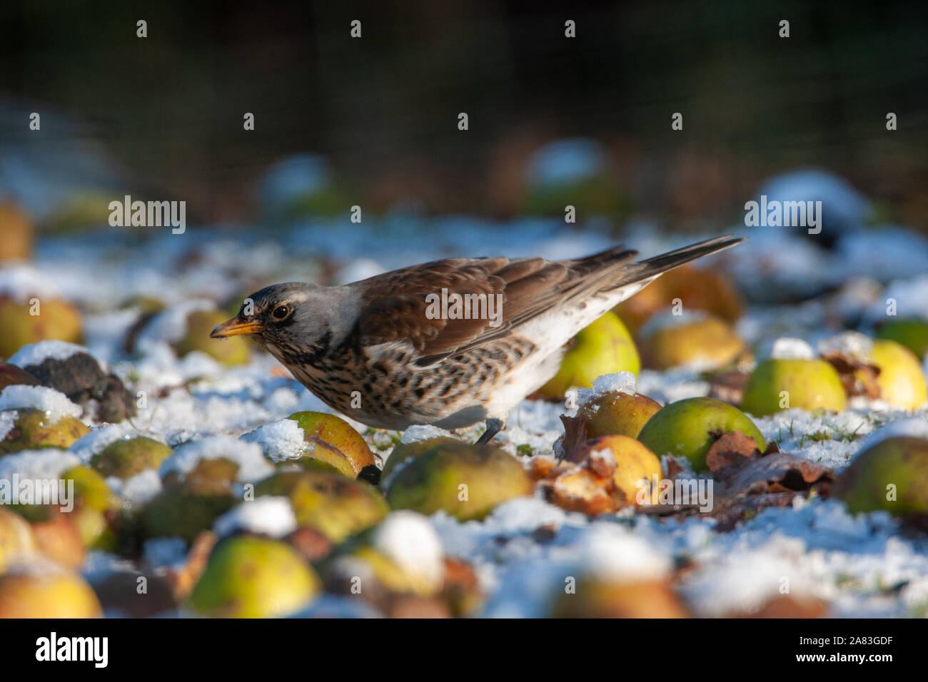 Fieldfare, Turdus pilaris, Norfolk, UK Stock Photo - Alamy