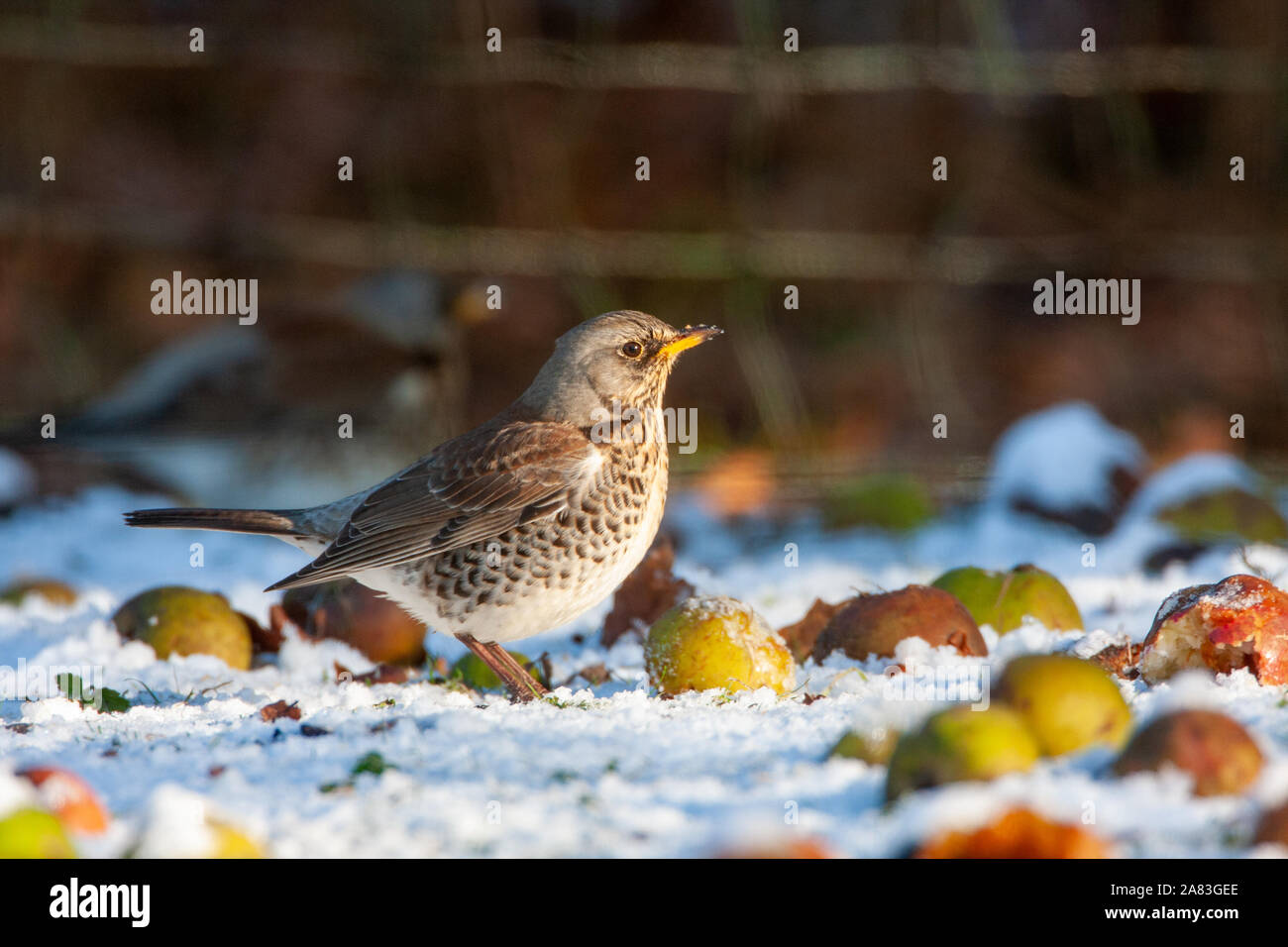 Roaming insects hi-res stock photography and images - Alamy