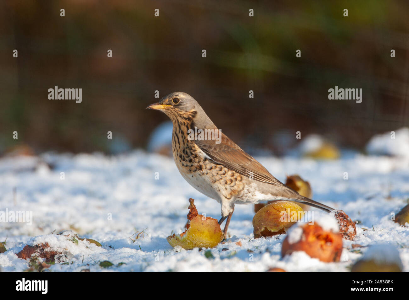 Fieldfare, Turdus pilaris, Norfolk, UK Stock Photo - Alamy