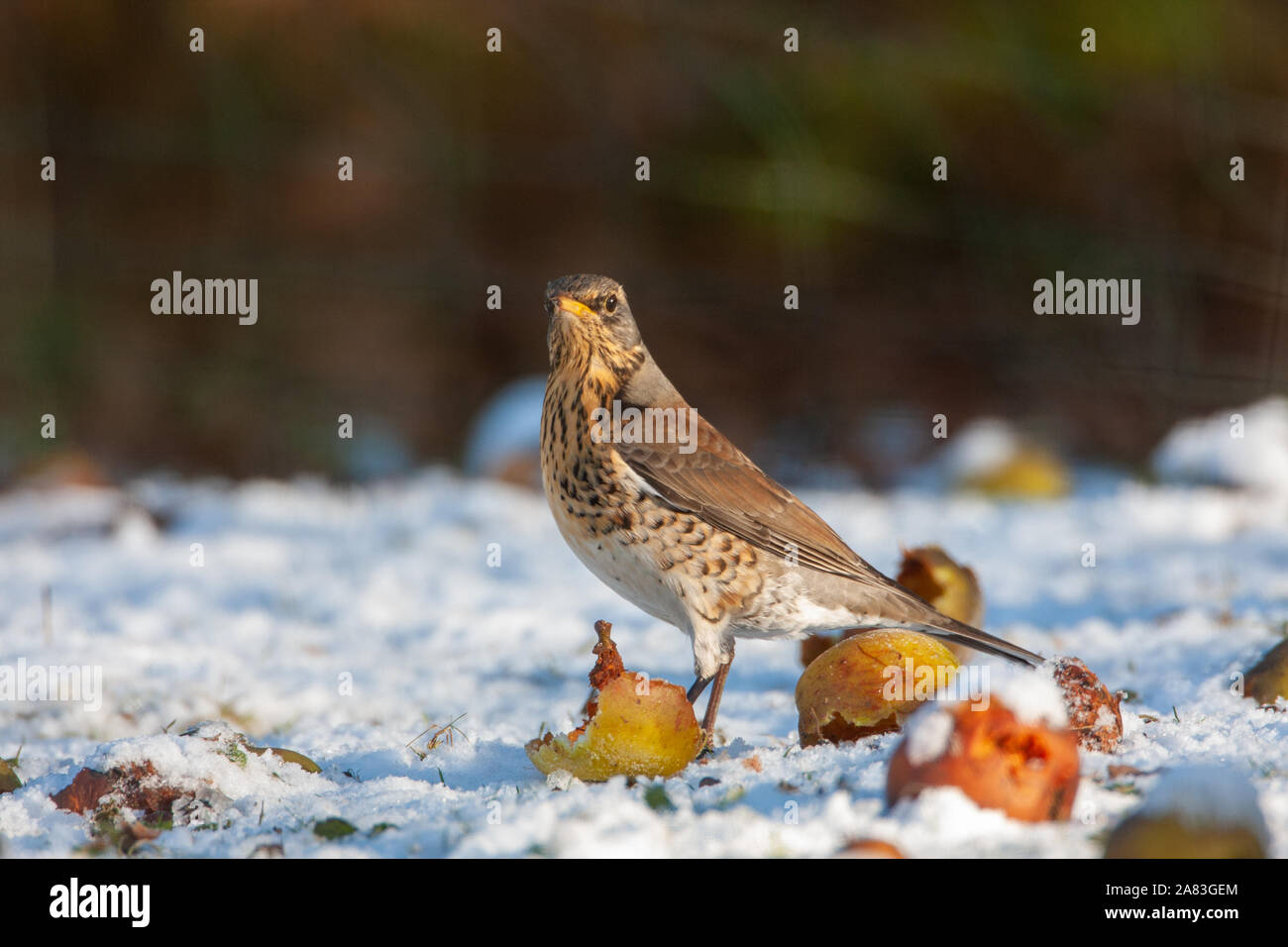 Fieldfare, Turdus pilaris, Norfolk, UK Stock Photo - Alamy
