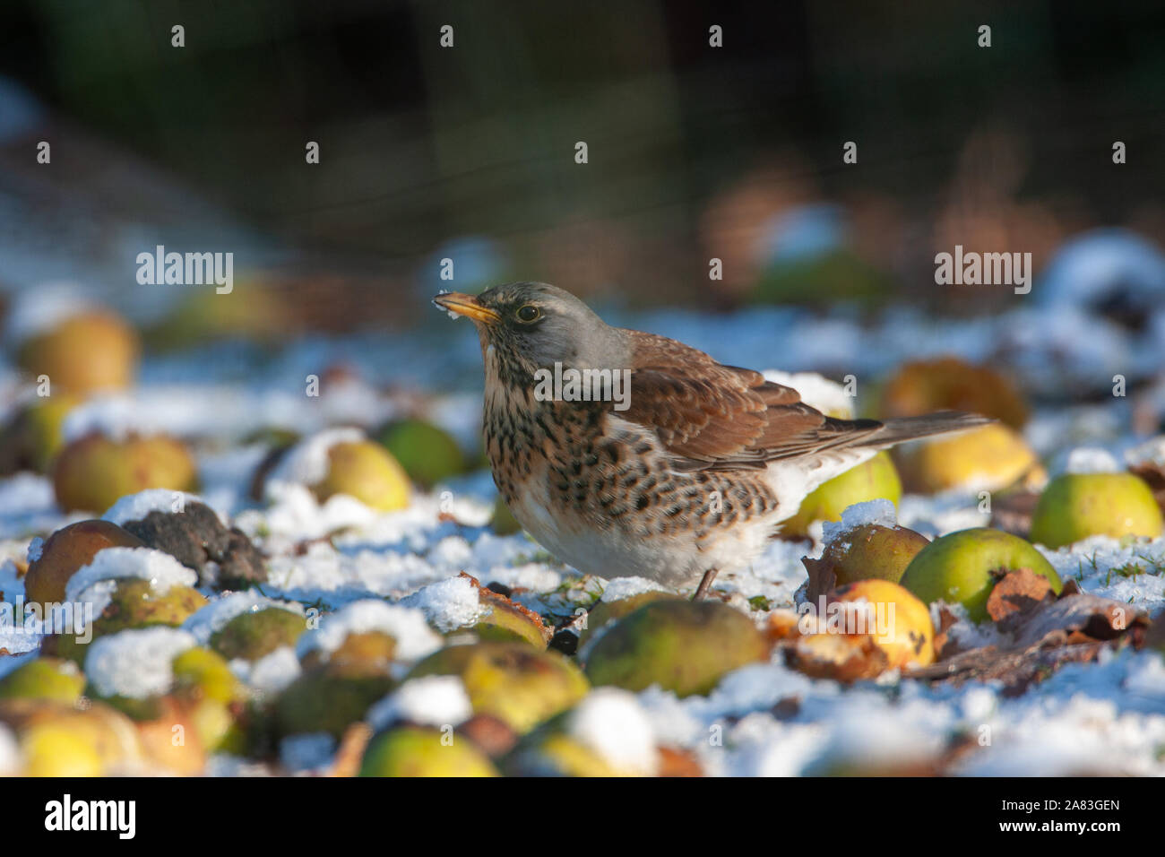 Fieldfare, Turdus pilaris, Norfolk, UK Stock Photo - Alamy