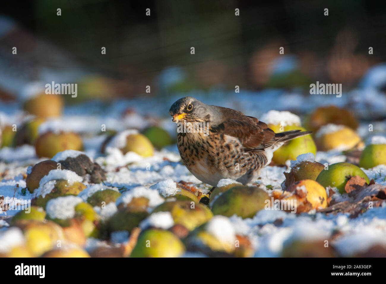 Fieldfare flock uk winter hi-res stock photography and images - Alamy