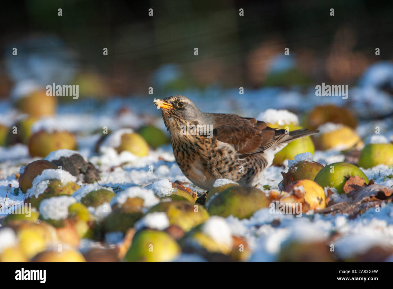 Roaming insects hi-res stock photography and images - Alamy