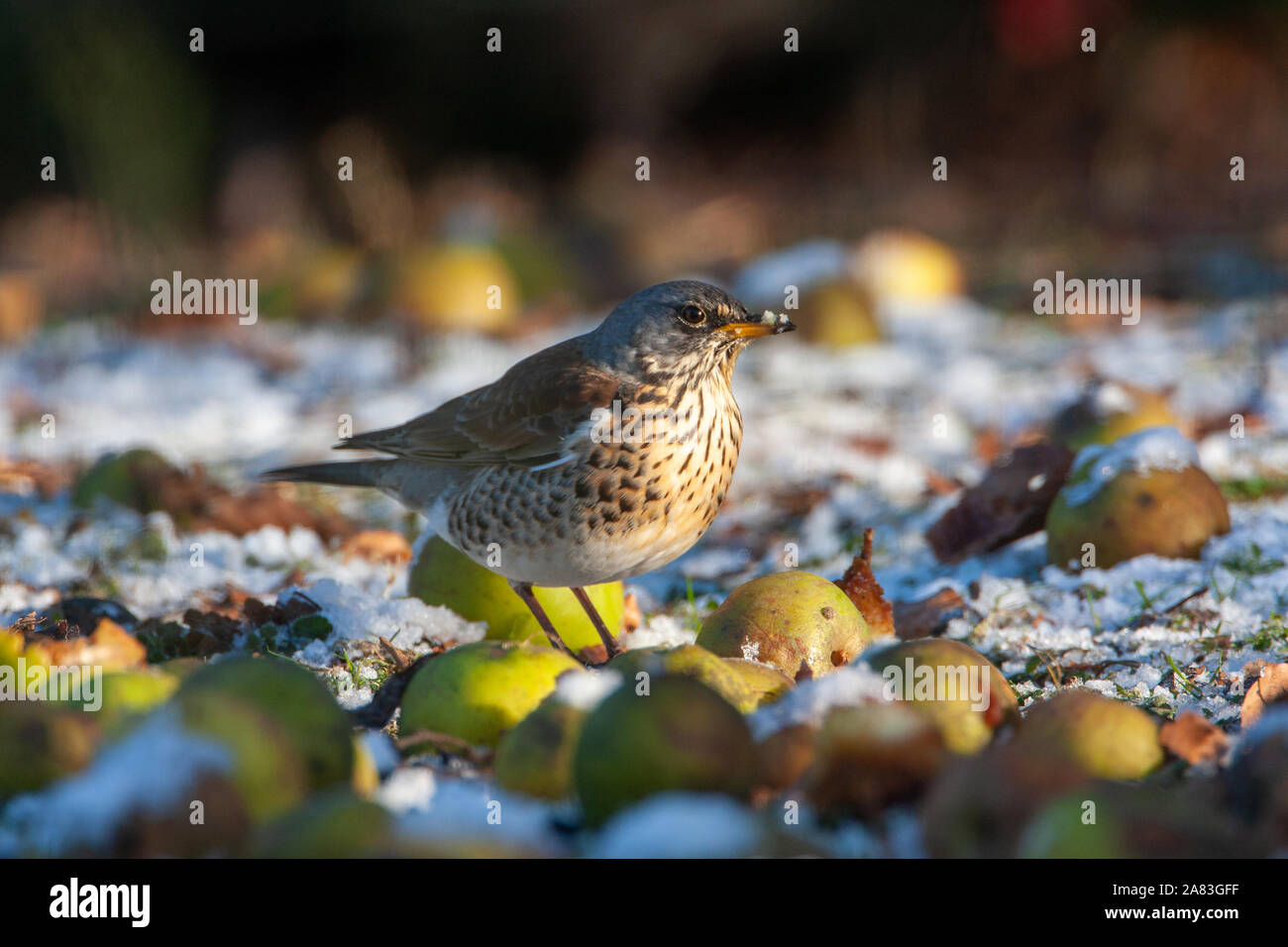 Fieldfare, Turdus pilaris, Norfolk, UK Stock Photo - Alamy