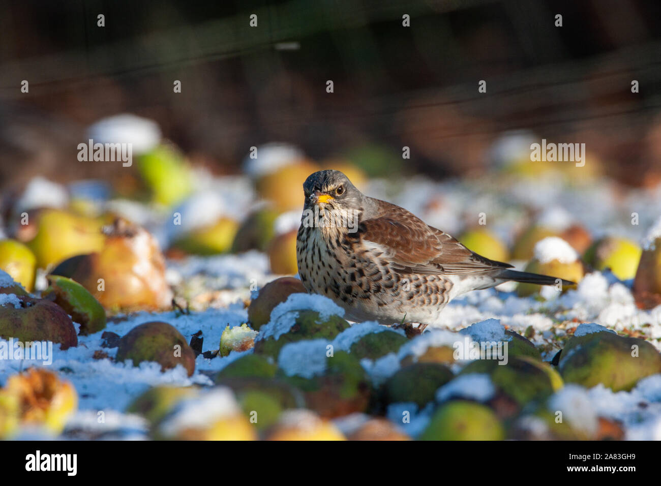 Fieldfare flock uk winter hi-res stock photography and images - Alamy