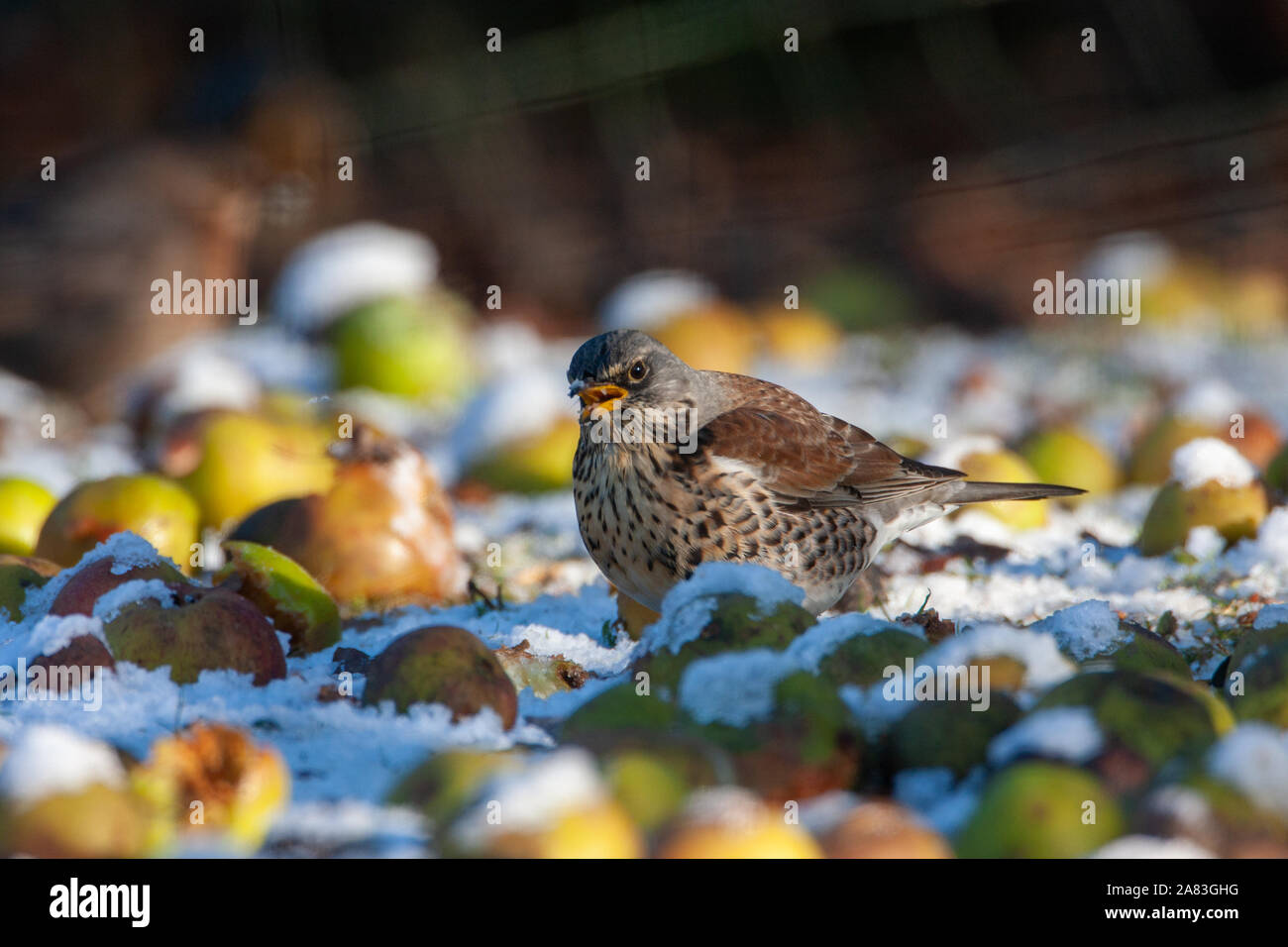 Fieldfare, Turdus pilaris, Norfolk, UK Stock Photo - Alamy