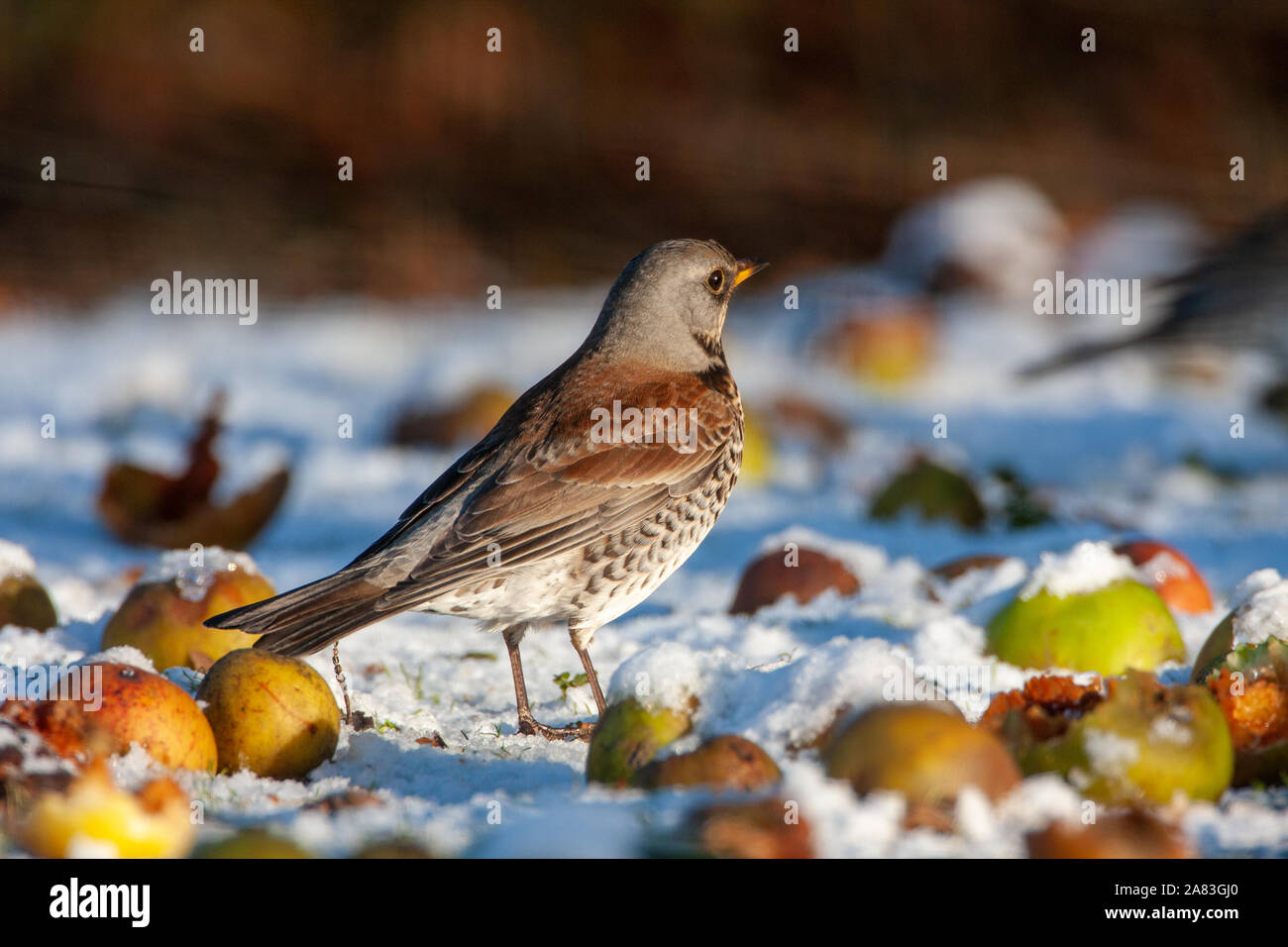 Thrushes fieldfare hi-res stock photography and images - Alamy