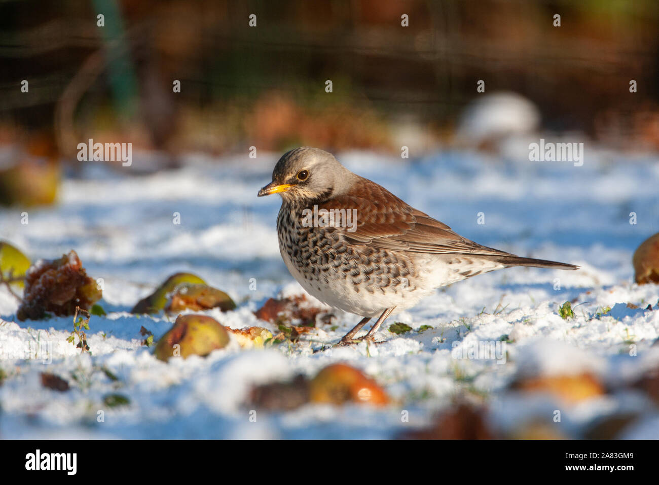 Fieldfare flock uk winter hi-res stock photography and images - Alamy