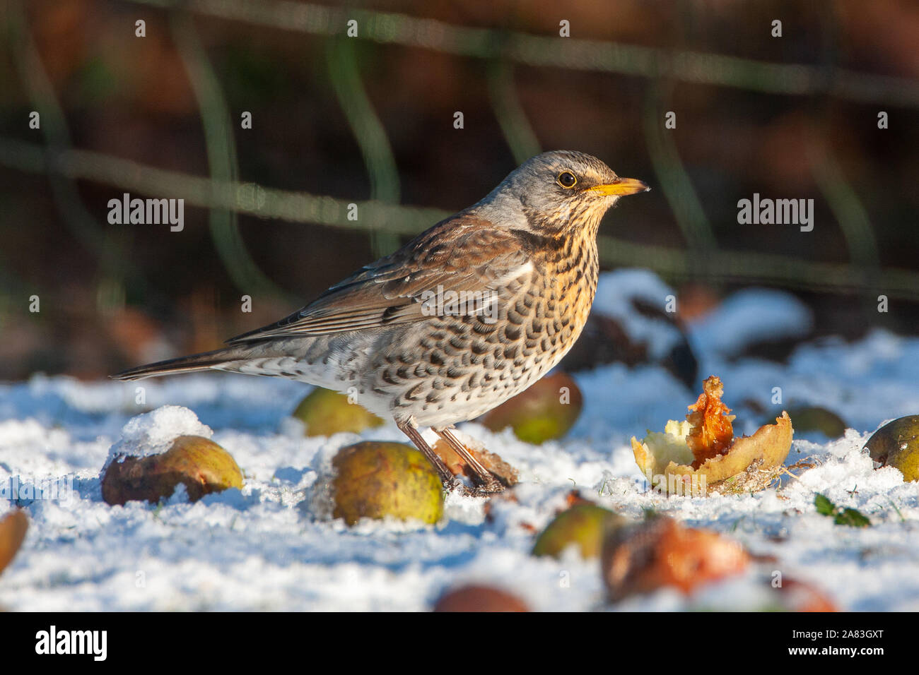 Fieldfare flock uk winter hi-res stock photography and images - Alamy