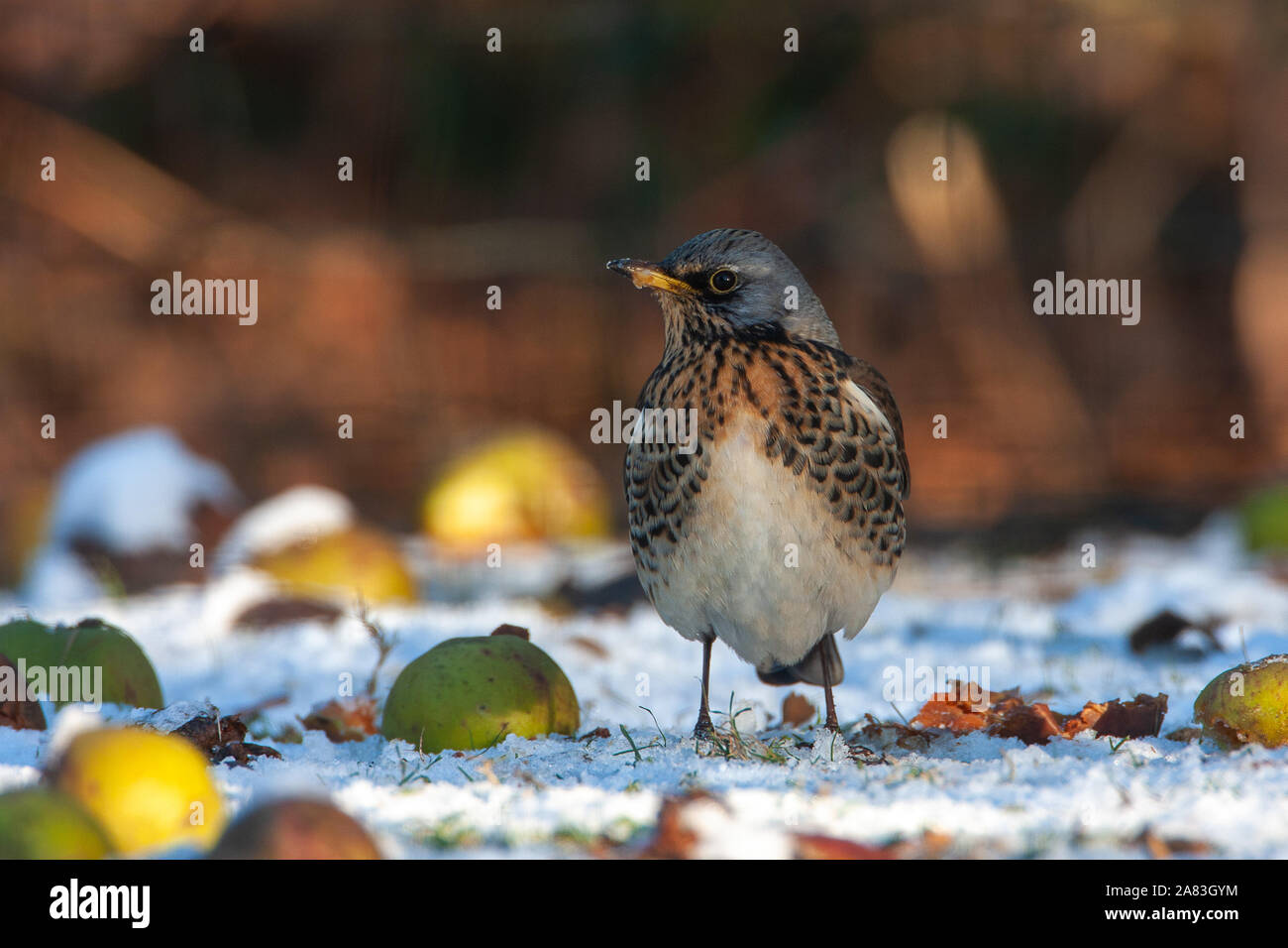 Fieldfare, Turdus pilaris, Norfolk, UK Stock Photo - Alamy