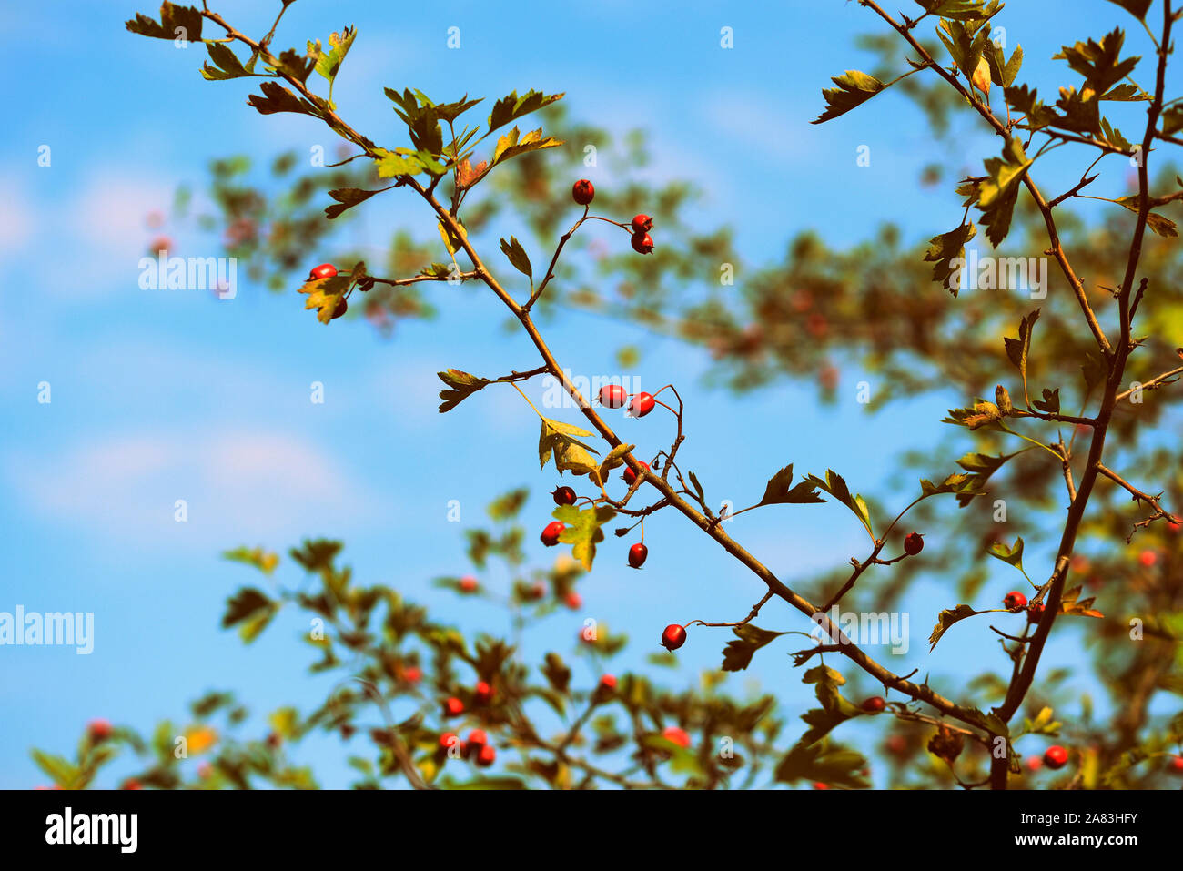 Ripe hawthorn berries on a bush in the autumn forest on a sunny day ...