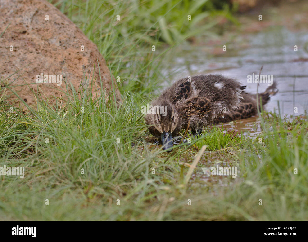 Duckling facing camera hi-res stock photography and images - Alamy