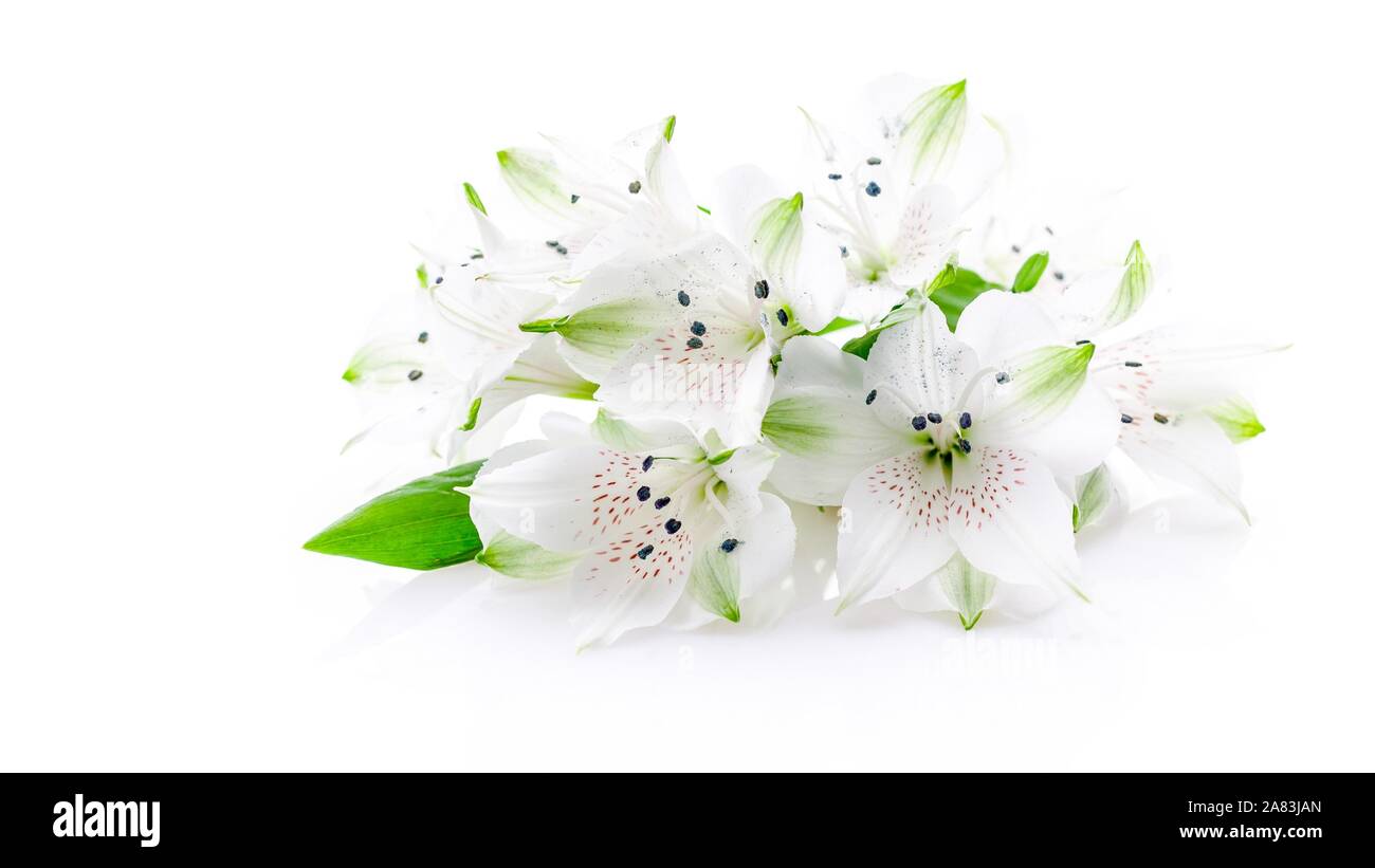 Elegant lily banner hi-res stock photography and images - Alamy
