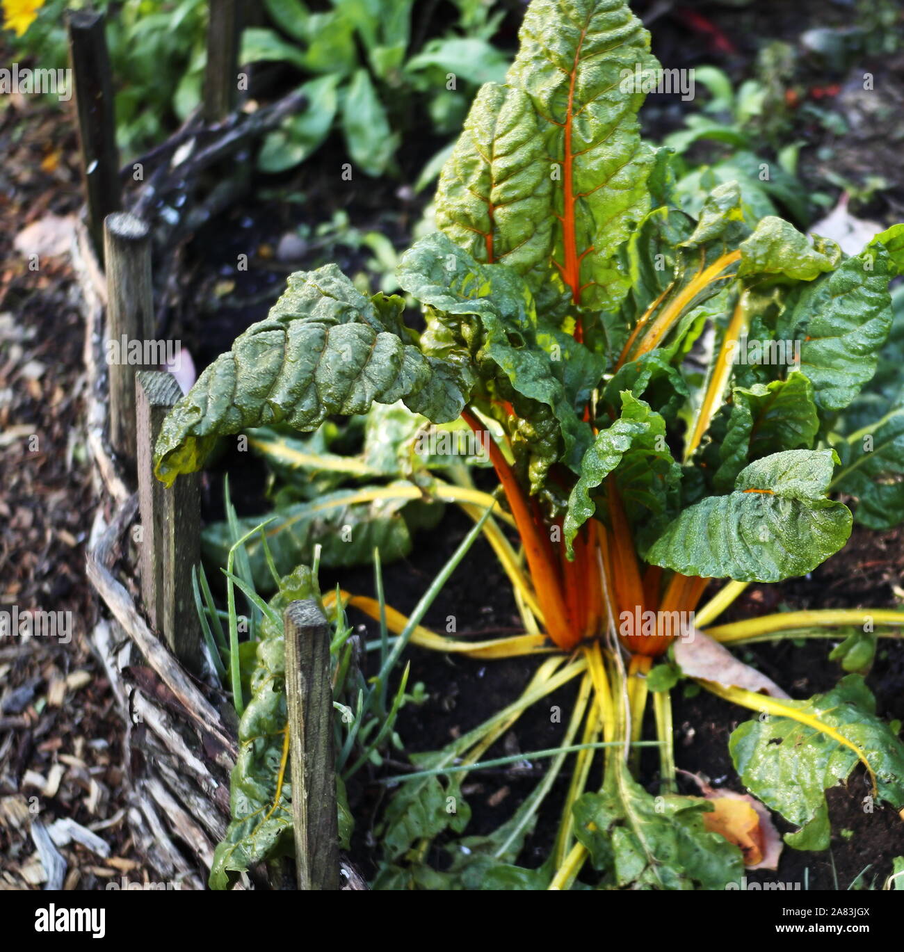 Chard bright lights hi-res stock photography and images - Alamy